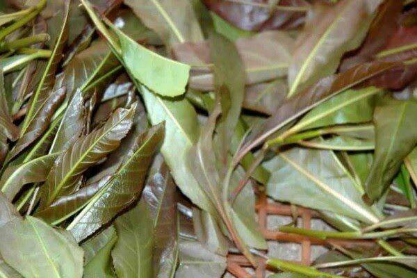 Daun putat atau bunut 500 grm | Lazada Indonesia