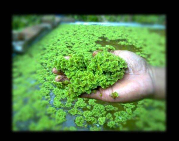 Tanaman air azzola ( BIBIT ) PER 1KG - Azolla Mychrophylla (azola ...