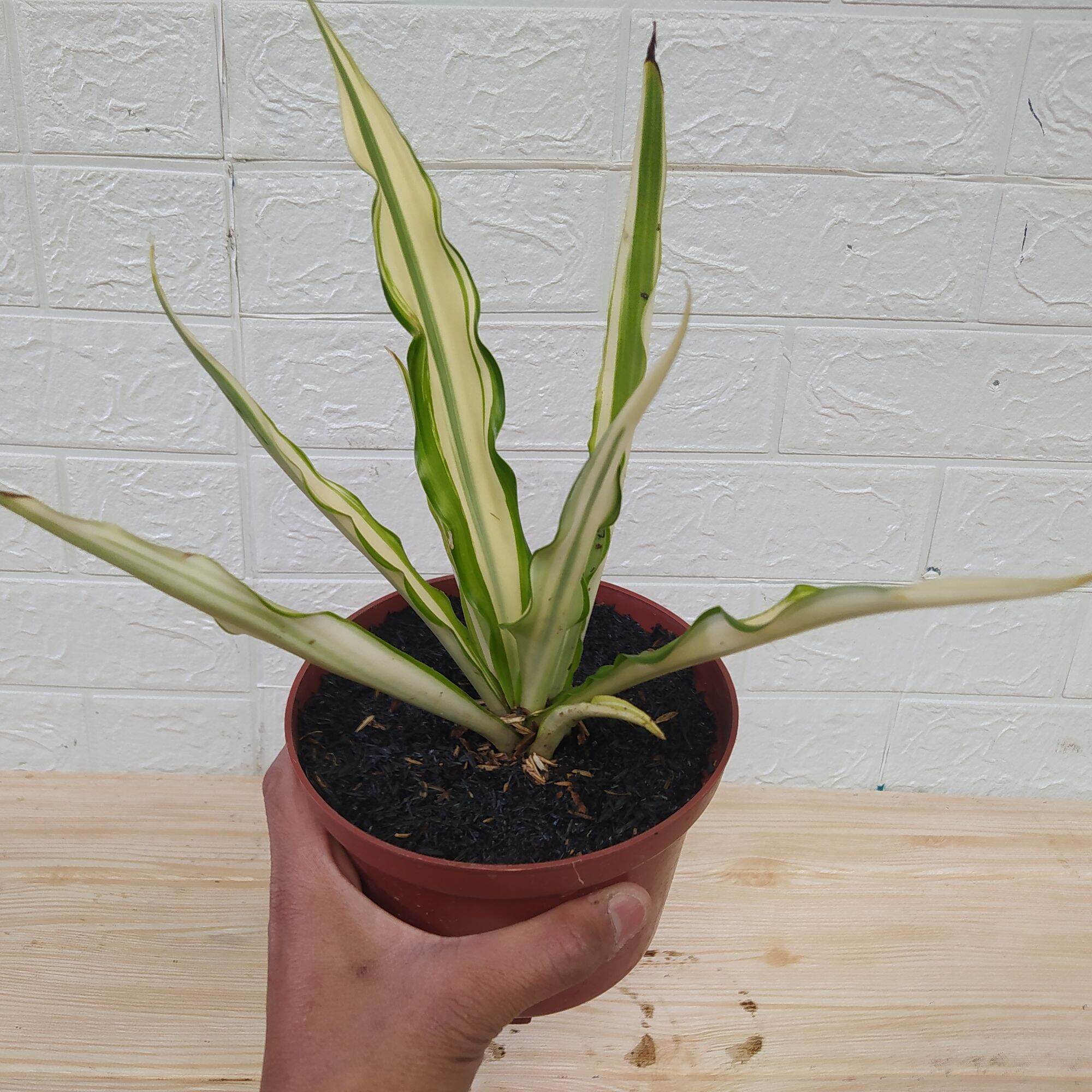 Tanaman Agave Variegata | Lazada Indonesia
