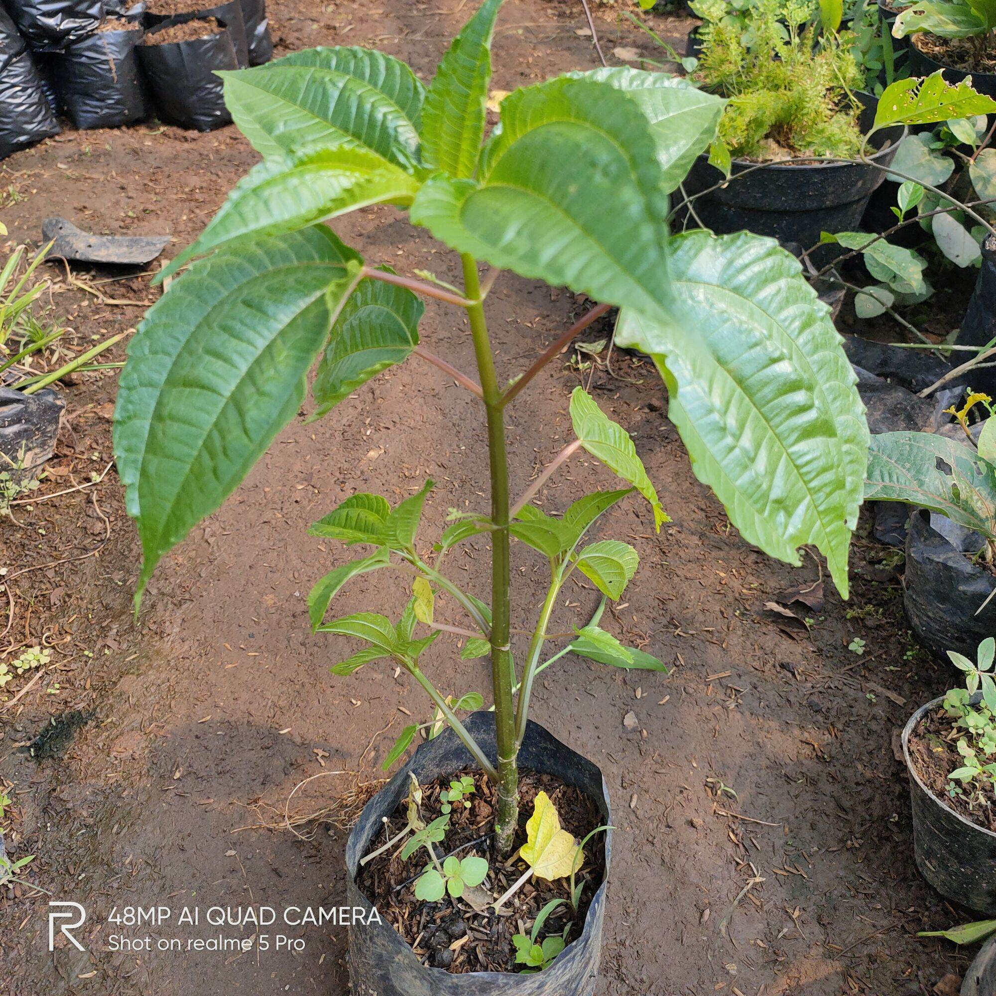 Bibit Daun Pohpohan (Rimbun) - Pohon pohpohan - Herbal - Daun Lalaban ...