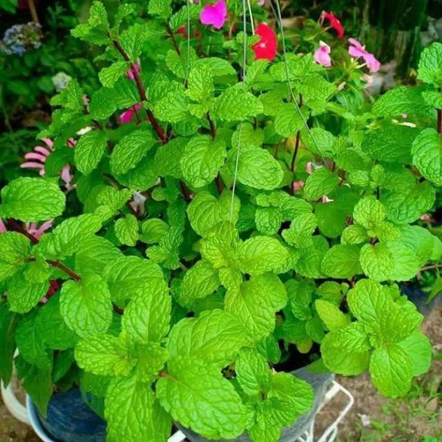 Tanaman daun mint - pohon daun mint | Lazada Indonesia