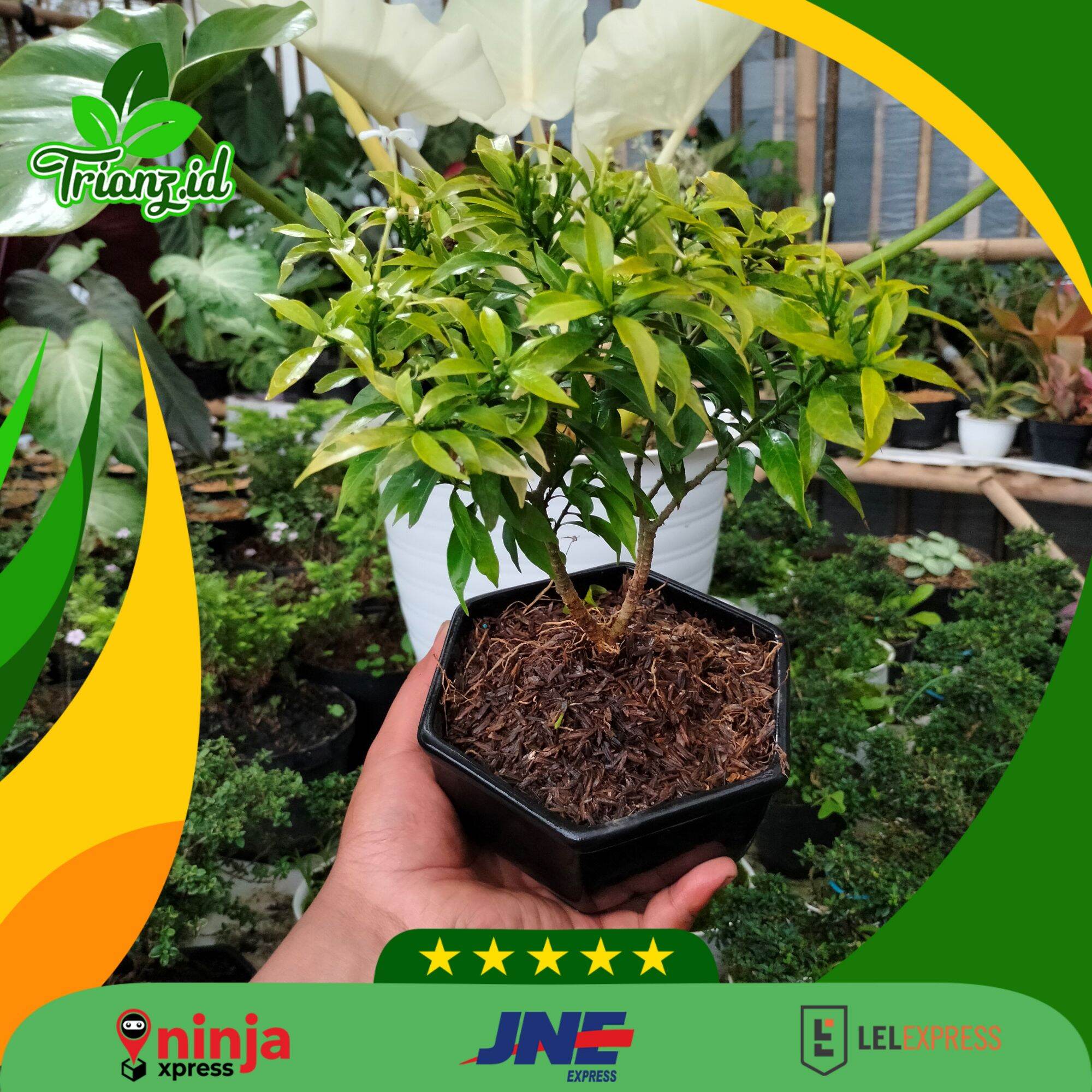 bonsai tanaman melati mini | Lazada Indonesia