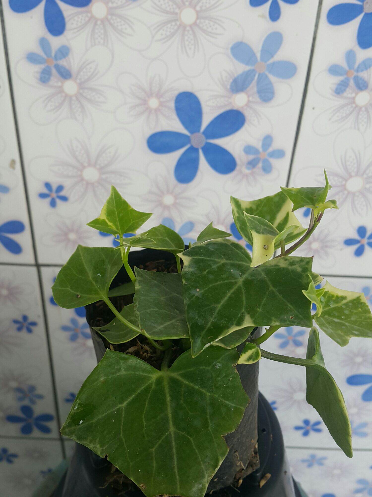 Bunga Ivy variegata | Lazada Indonesia
