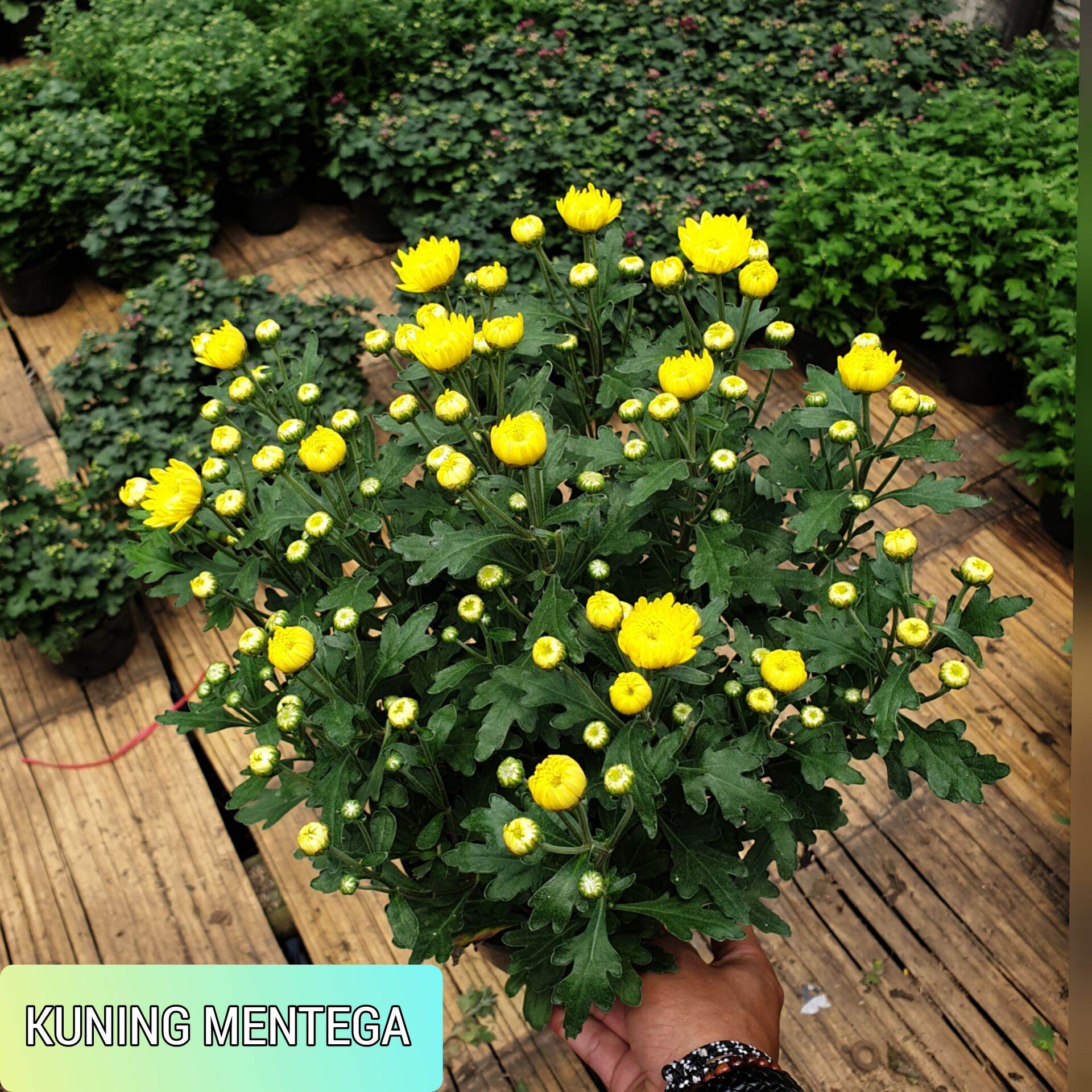 KRISAN ASTER KUNING POM POM SUPER GRADE A | Lazada Indonesia