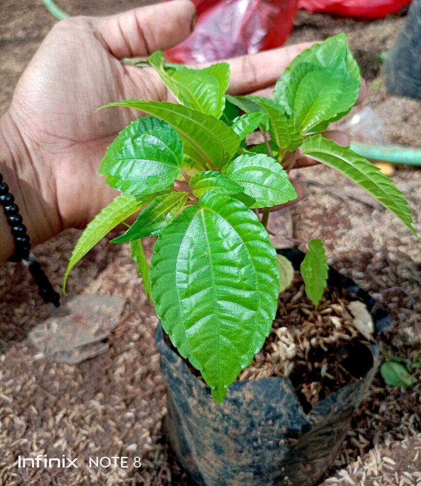 TANAMAN LALAPAN POH-POHAN / pohon Poh Pohan | Lazada Indonesia