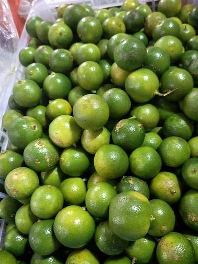 Jeruk sonkit/kietna/lemon cui/ kasturi | Lazada Indonesia