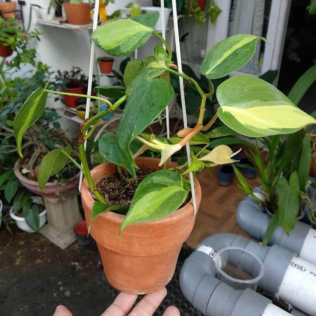 philodendron gaby brazil / philo brasil / tanaman merambat / tanaman ...