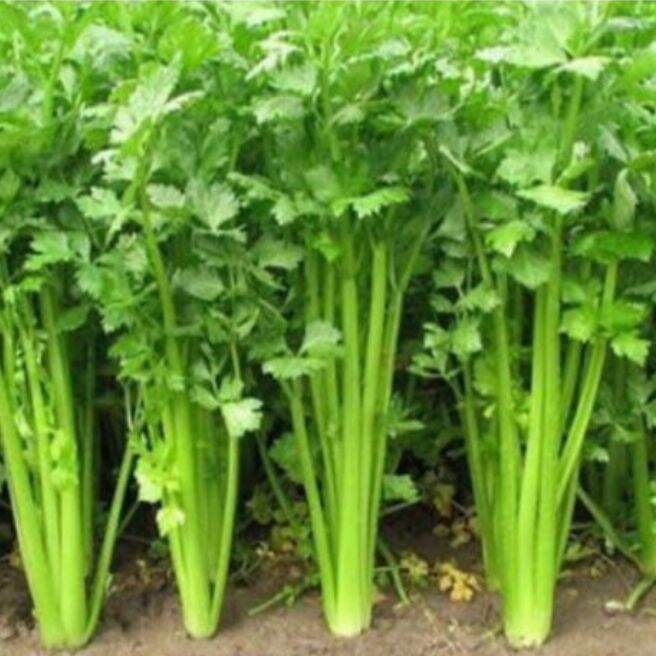 BIBIT/BENIH SELEDRI / DAUN SOUP/DAUN SOP | Lazada Indonesia