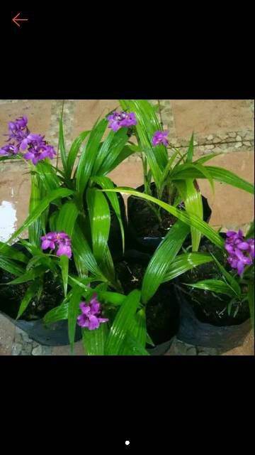 Tanaman hias pohon bunga spathoglottis plicata -anggrek tanah mini ...