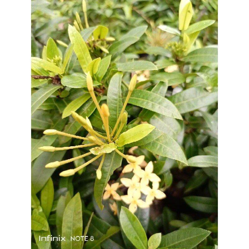 TANAMAN HIAS ASOKA SINGAPUR KUNING | Lazada Indonesia