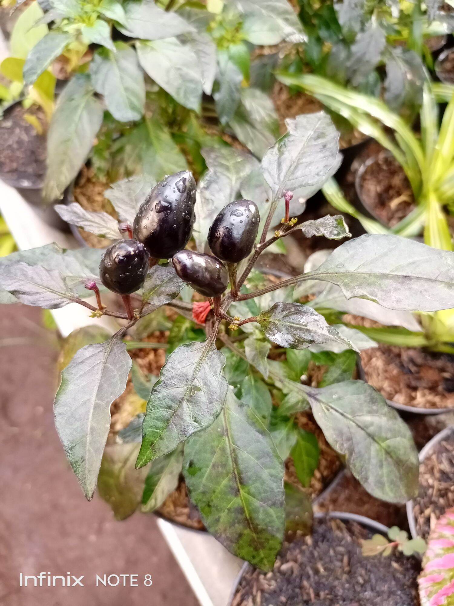 TANAMAN CABAI HITAM - CABE HITAM | Lazada Indonesia