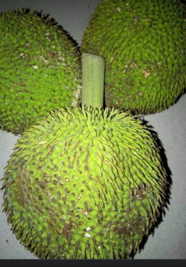 kluwih 1 biji | Lazada Indonesia