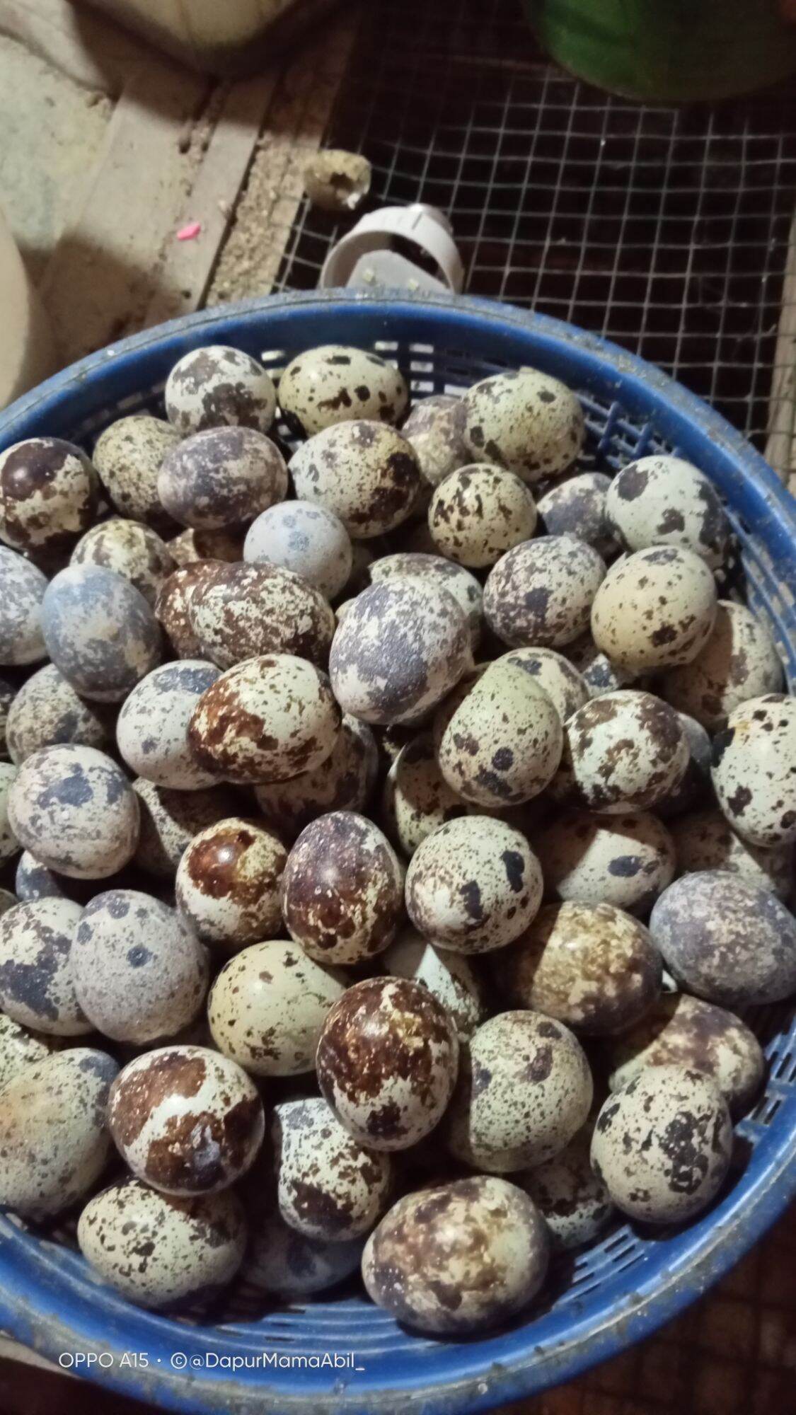 telur puyuh fresh/90 butir | Lazada Indonesia