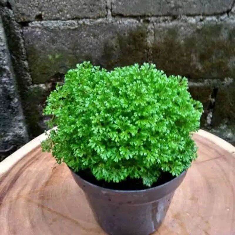 TANAMAN HIAS LUMUT AMBON | Lazada Indonesia