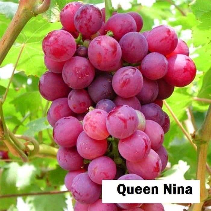 bibit tanaman anggur import jenis NINA QUEEN hasil grafting cepat ...