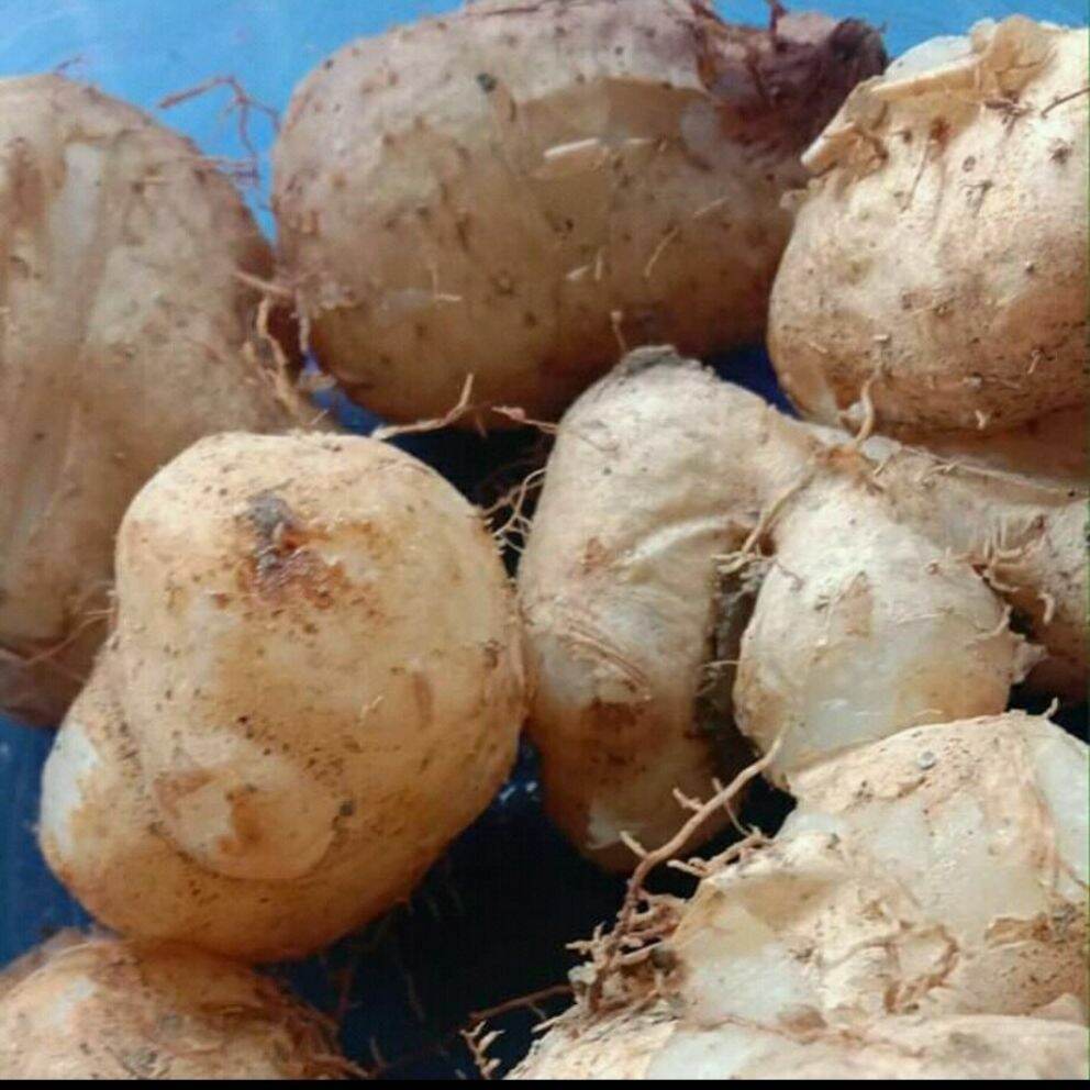 ubi gembili-umbi gembili fresh 1 kg | Lazada Indonesia