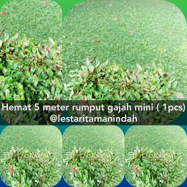 {PROMO} 5 meter rumput gajah mini | tanaman rumput gajah mini | Lazada ...