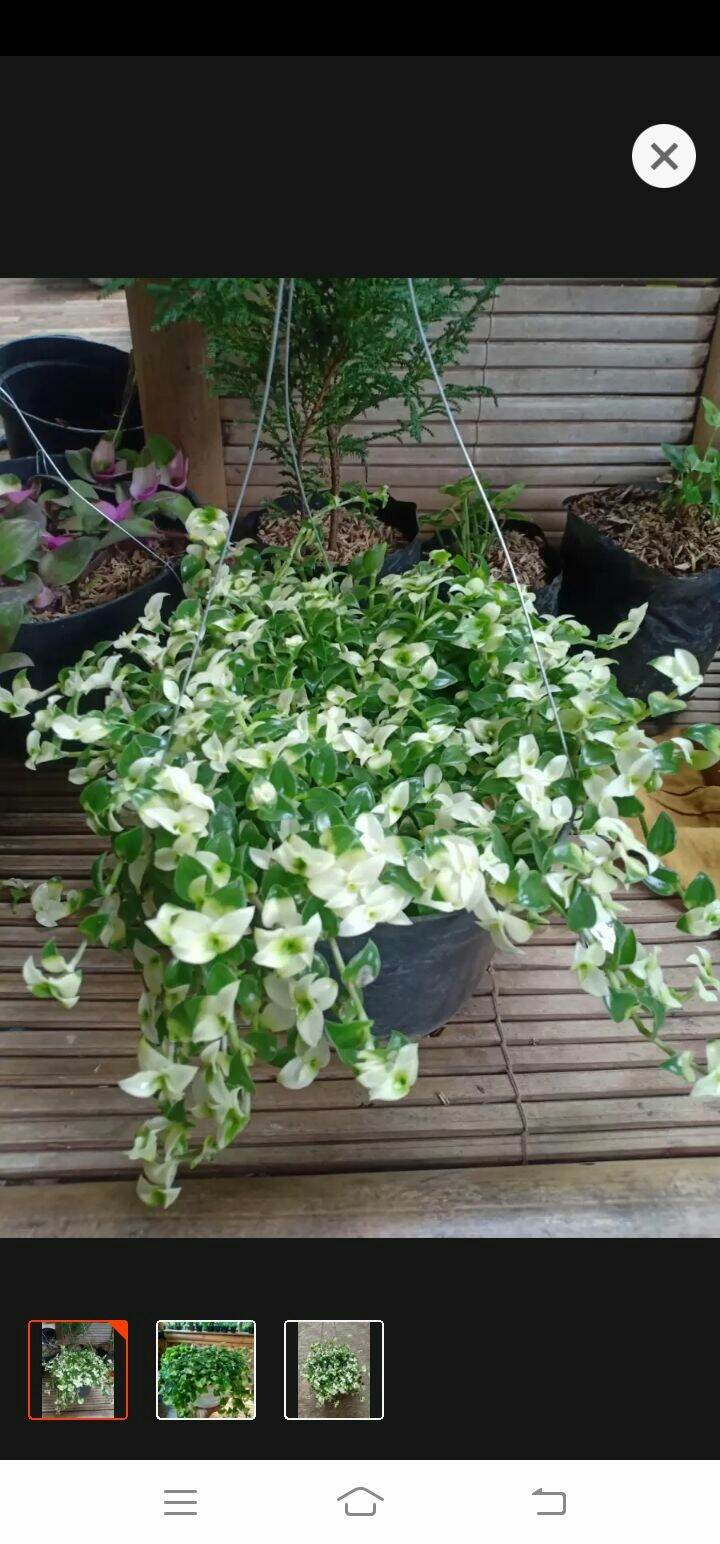 Tanaman air mata janda | Lazada Indonesia