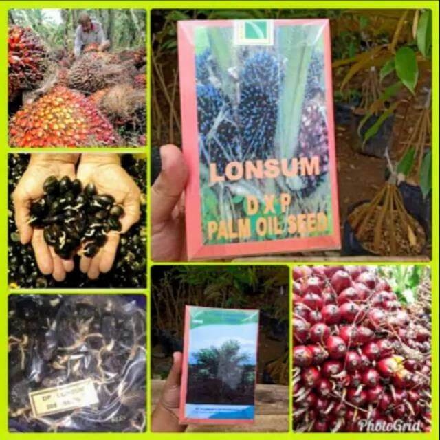 benih kecambah kelapa sawit lonsum DxP | Lazada Indonesia