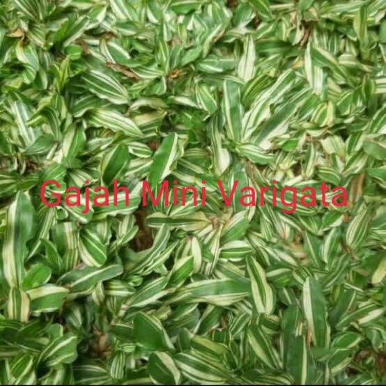 New Rumput Gajah Mini Varigata Rumput Gajah Mini Variegata 25x25cm ...