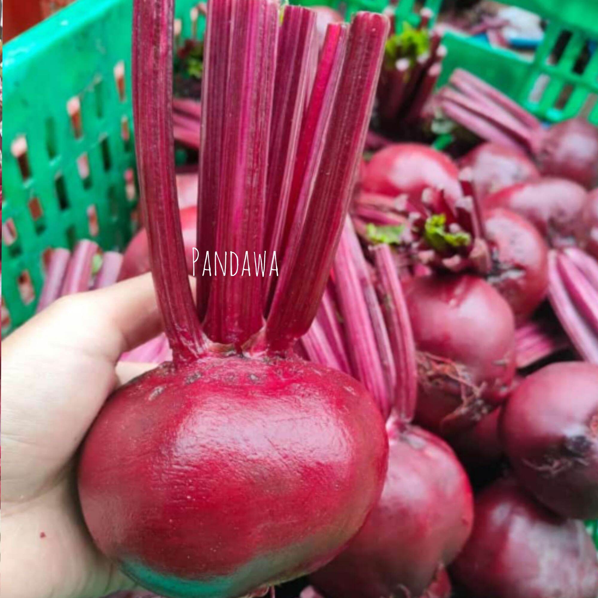 Buah Bit Organik Fresh 1Kg | Lazada Indonesia