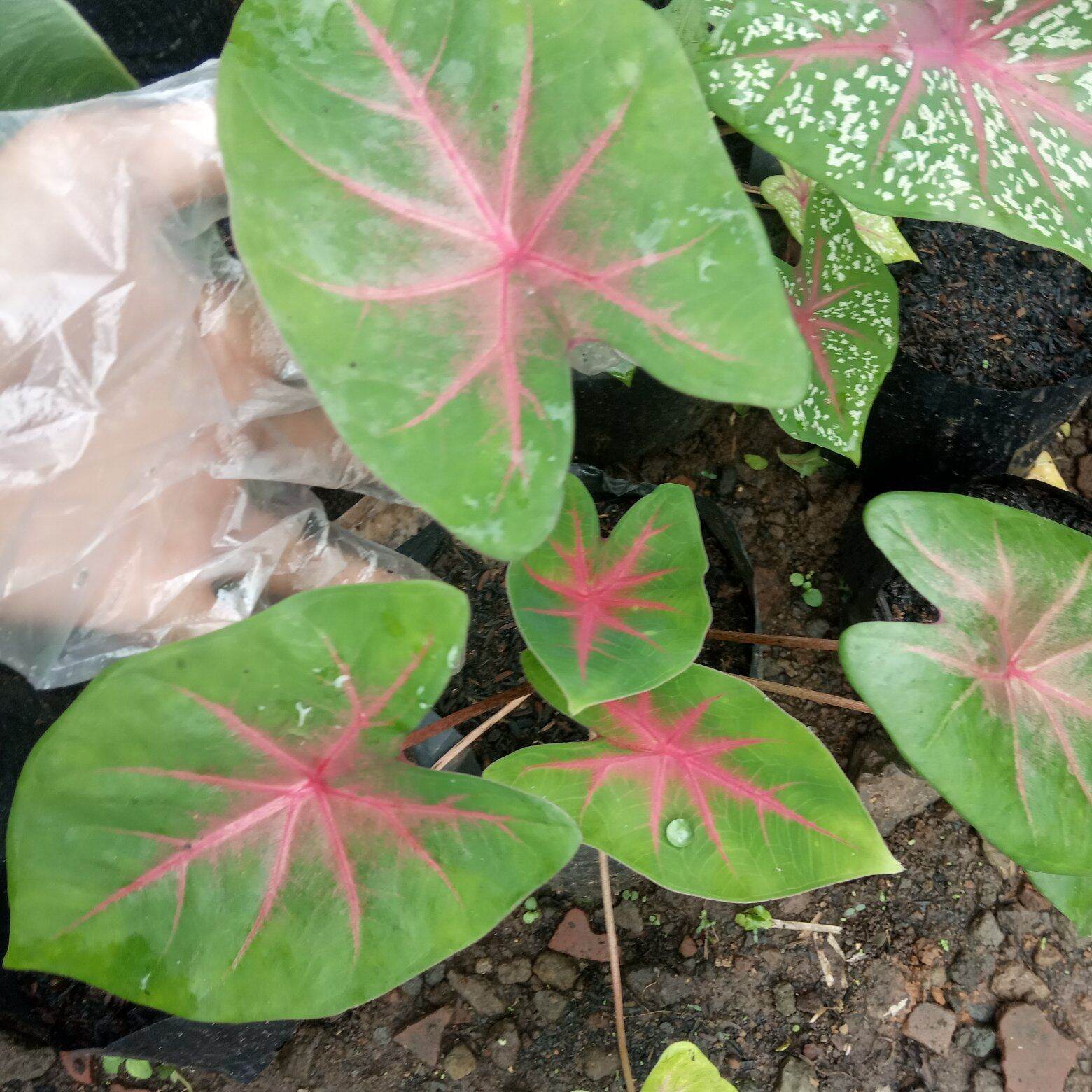 tanaman hias bunga keladi caladium spider hijau merah | Lazada Indonesia