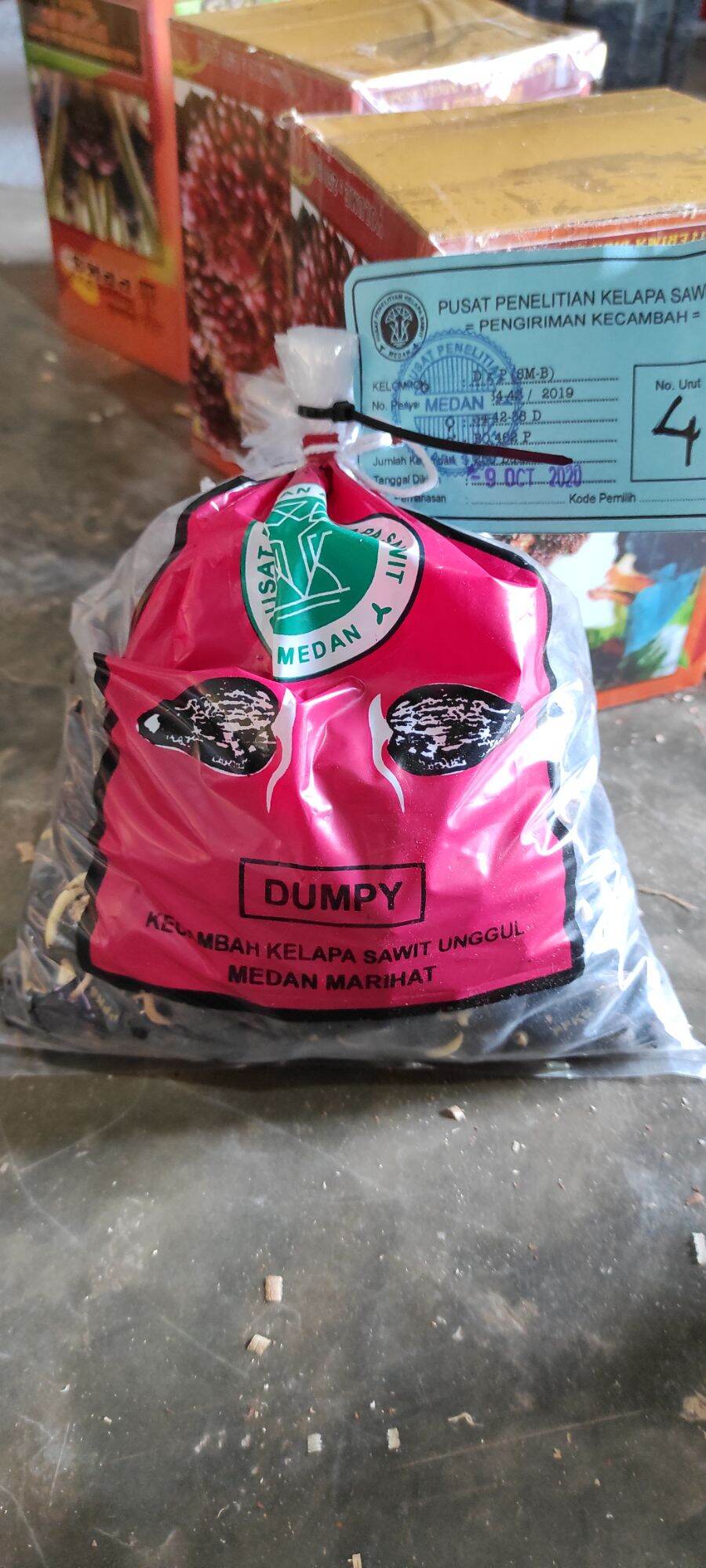 Bibit benih kecambah kelapa sawit unggul medan MARIHAT DUMPY / bibit ...