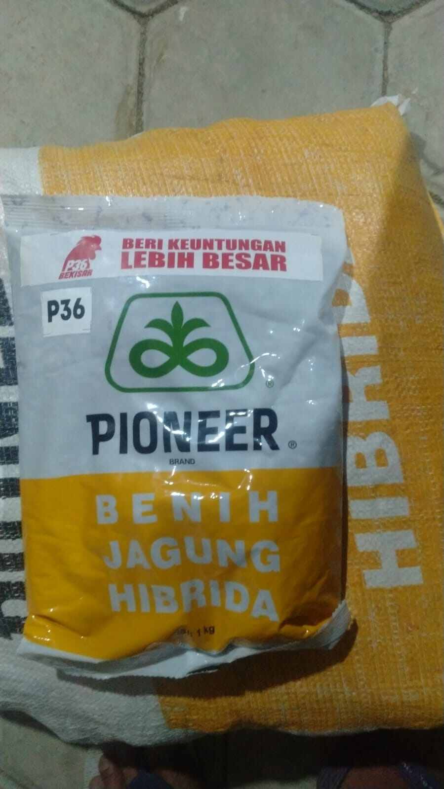 Benih Jagung Hibrida pioneer p36 | Lazada Indonesia