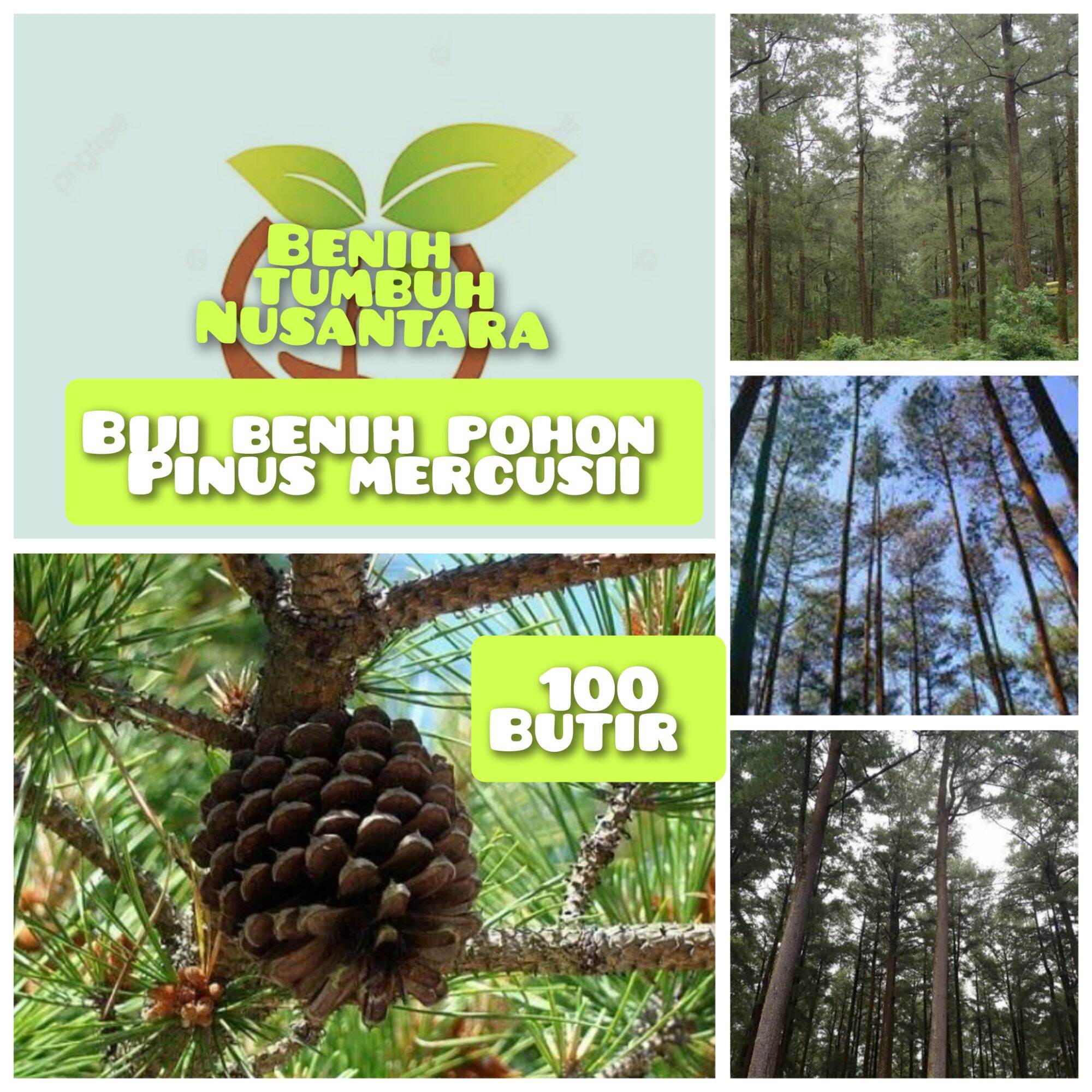 100 butir biji/benih pohon pinus merkusi | Lazada Indonesia