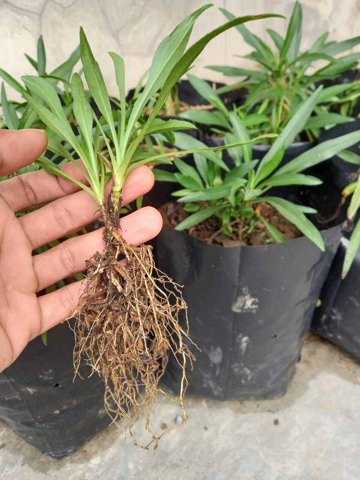 Bibit bunga pikok Putih 10 batang Benih pikok putih peacok | Lazada ...