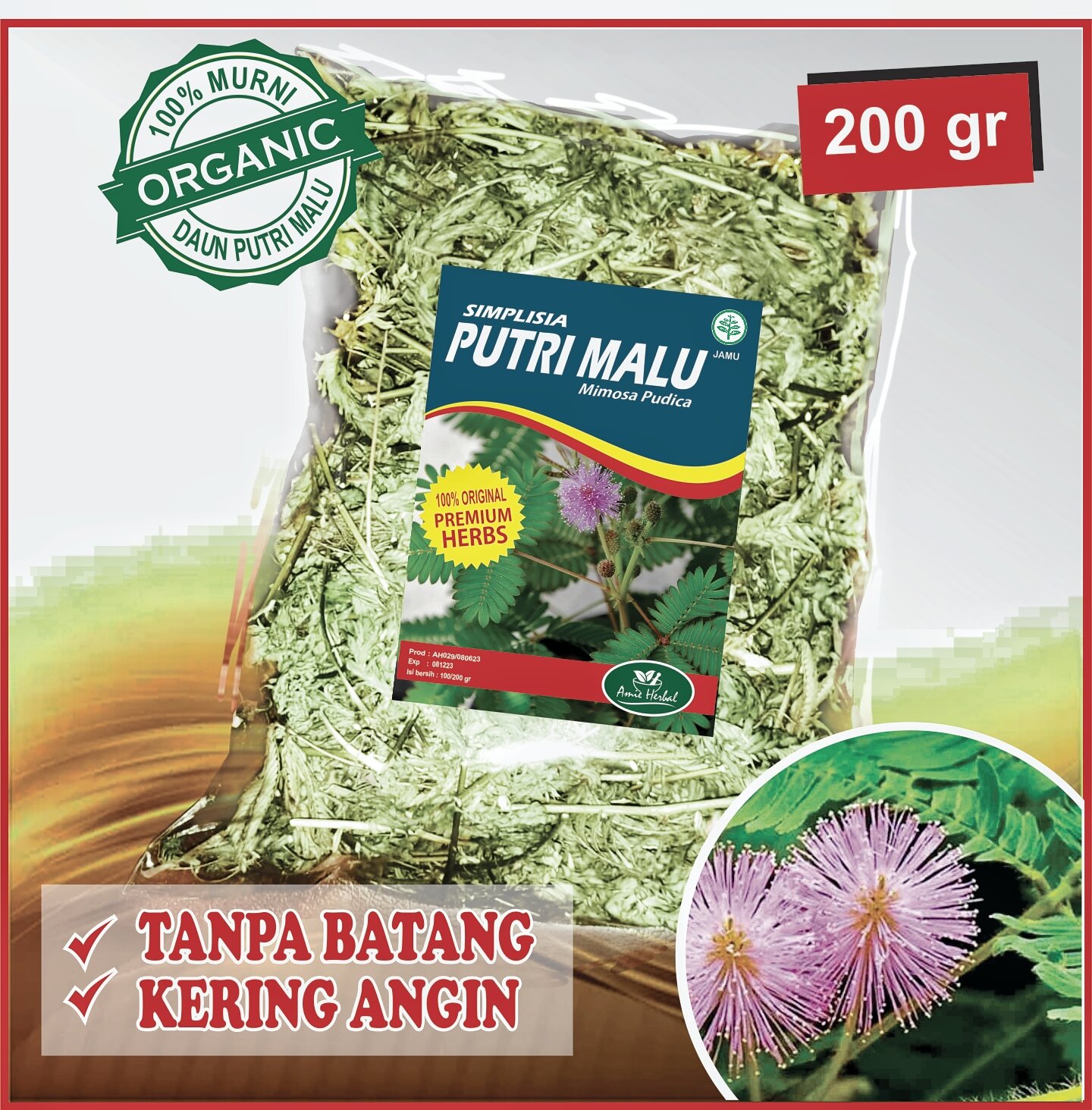 Daun PUTRI MALU KERING / Mimosa pudica. Organic/Natural/Herbal untuk ...