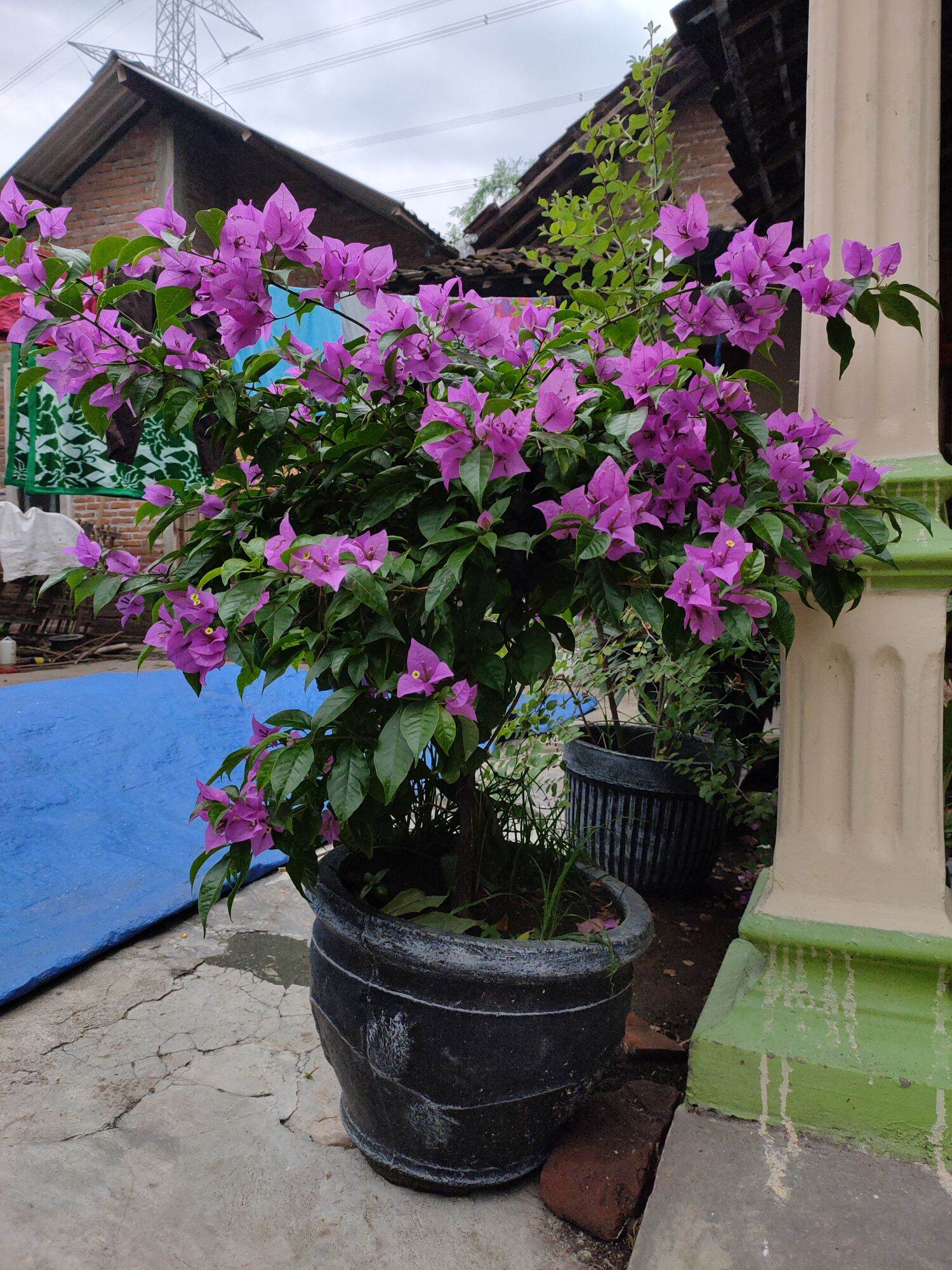 Bunga Bougenville/bunga kertas/bunga bermacam-macam warna/bunga hias ...