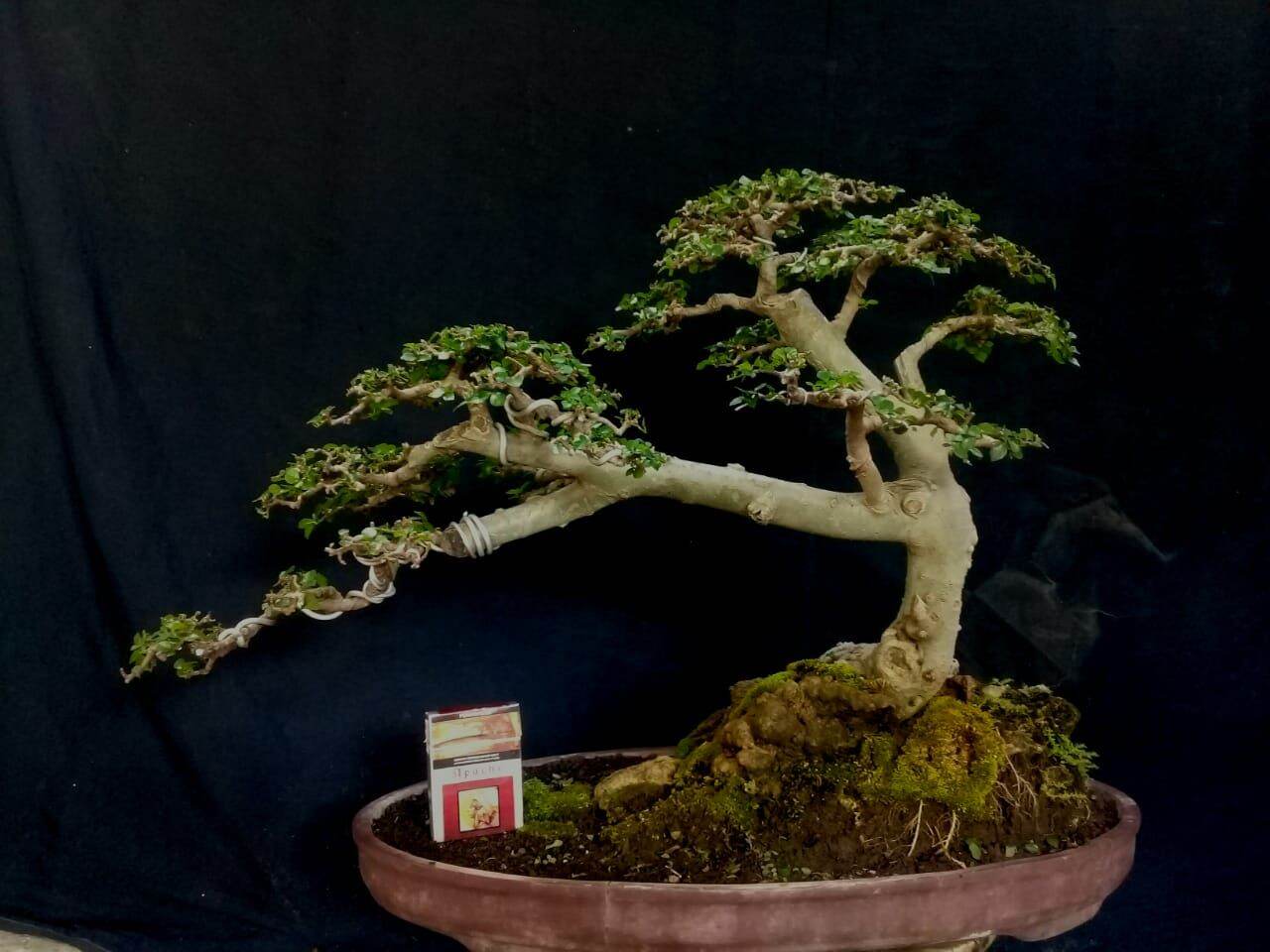 MAZEKA STORE Toko resmi di Indonesia, Online Shop 04 2025