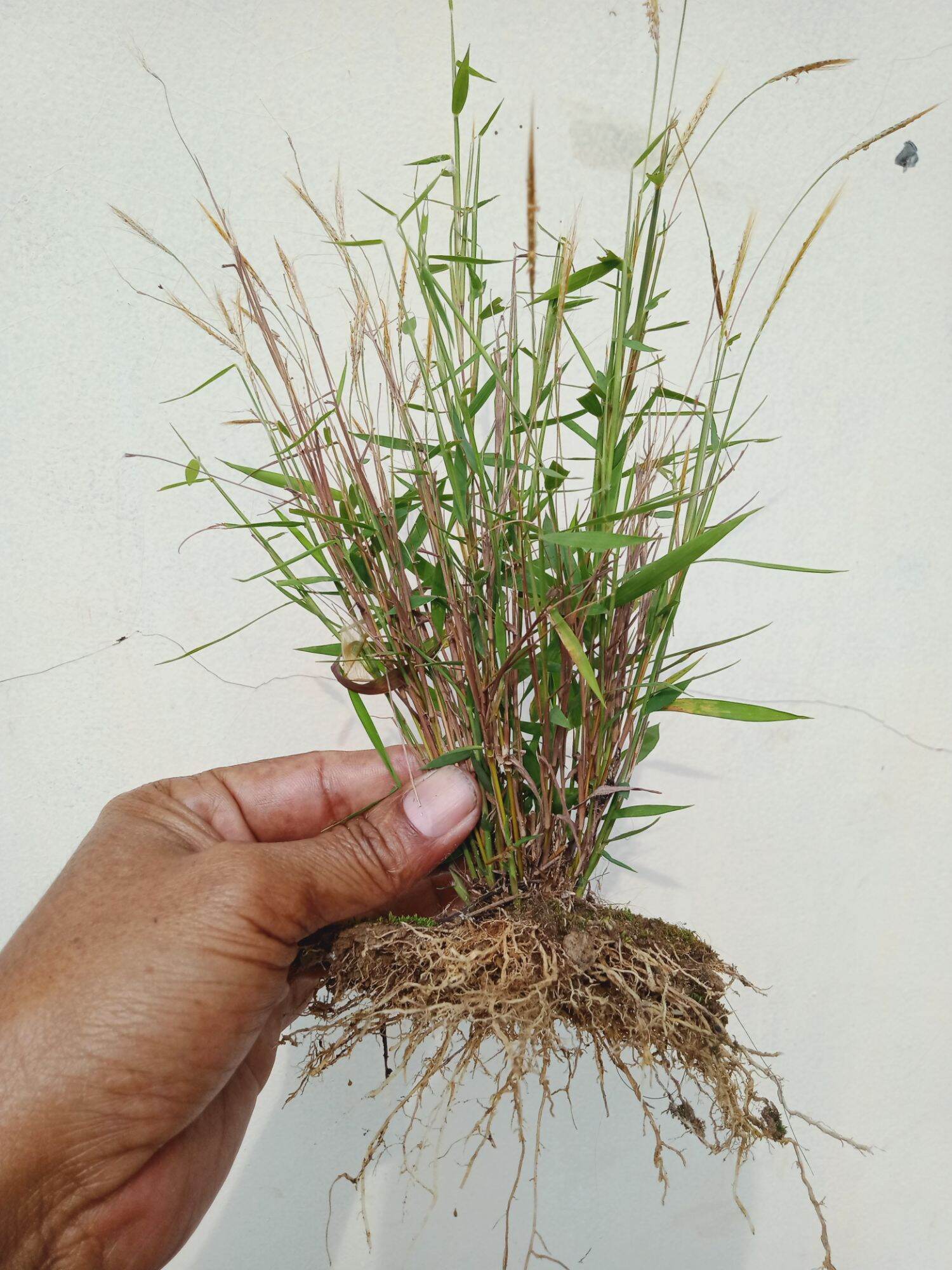 Bibit Tanaman Rumput Palias atau Rumput Bambu 1 Rumpun | Lazada Indonesia