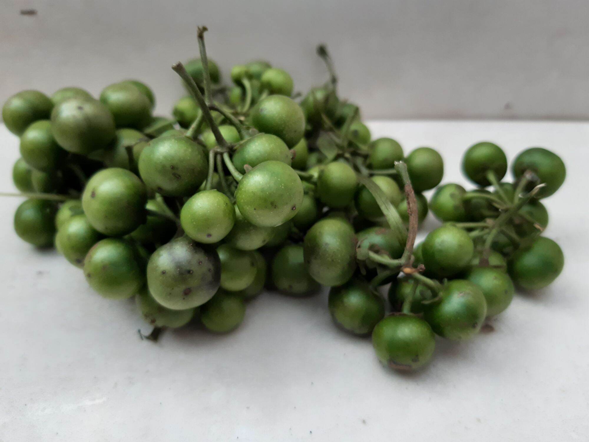 leunca sayur 1 kg promo sayur segar | Lazada Indonesia