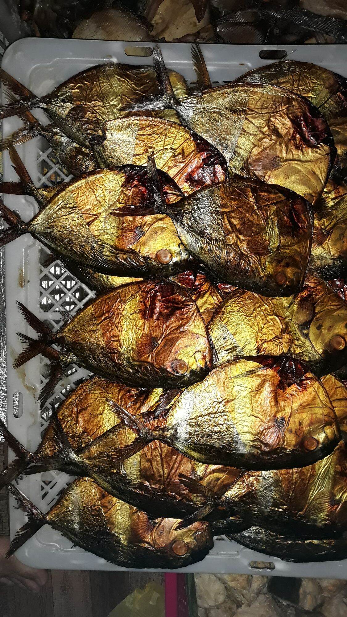 ikan ani2/semar isi 4 ekor | Lazada Indonesia