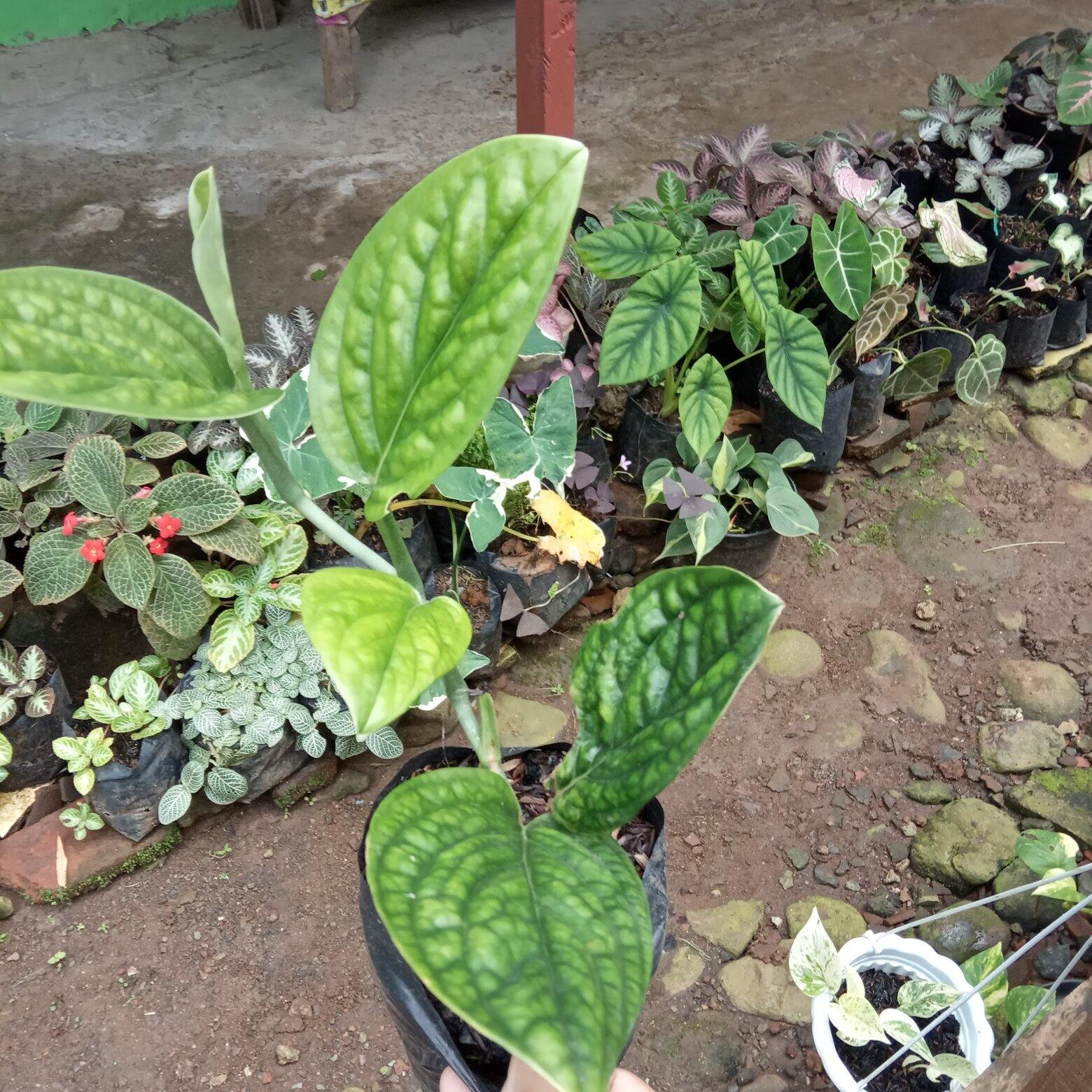 tanaman hias bunga sirih badak atau monstera Peru atau scindapsus badak ...