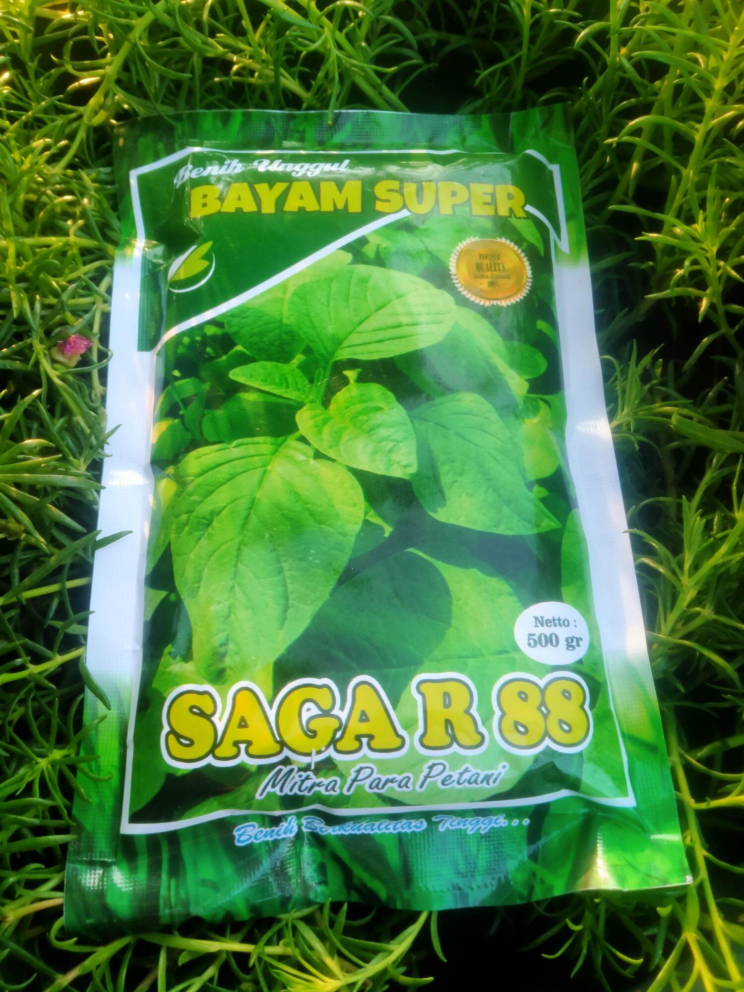 Benih bayam Super SAGA R 88 isi 500gr | Lazada Indonesia