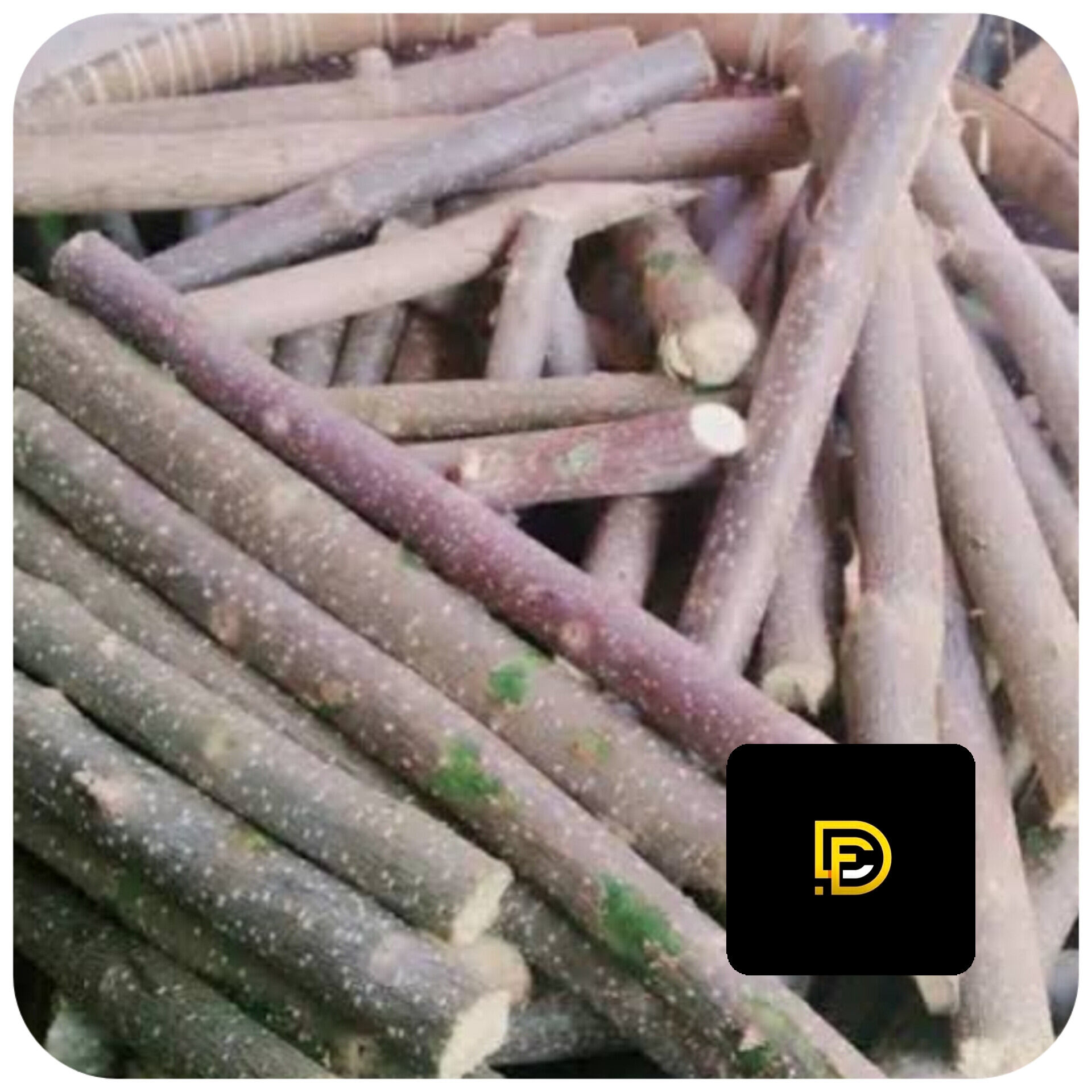 Bibit gamal super bibit daun gamal per 1 kg | Lazada Indonesia