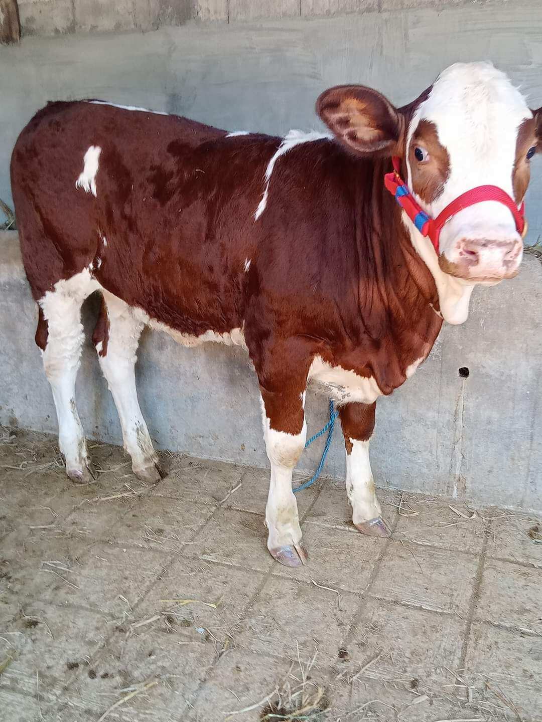 HEAD HALTER SAPI/BRANGUS SAPI PREMIUM QUALITY | Lazada Indonesia