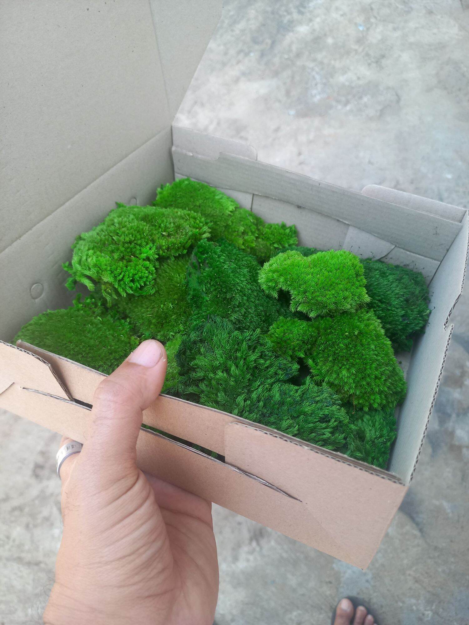 PRESERVED MOSS | LUMUT ABADI | Lazada Indonesia