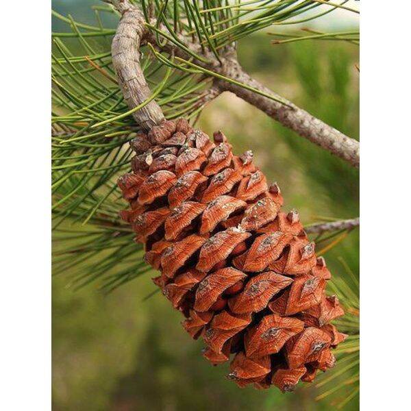 Buah pinus per biji | Lazada Indonesia