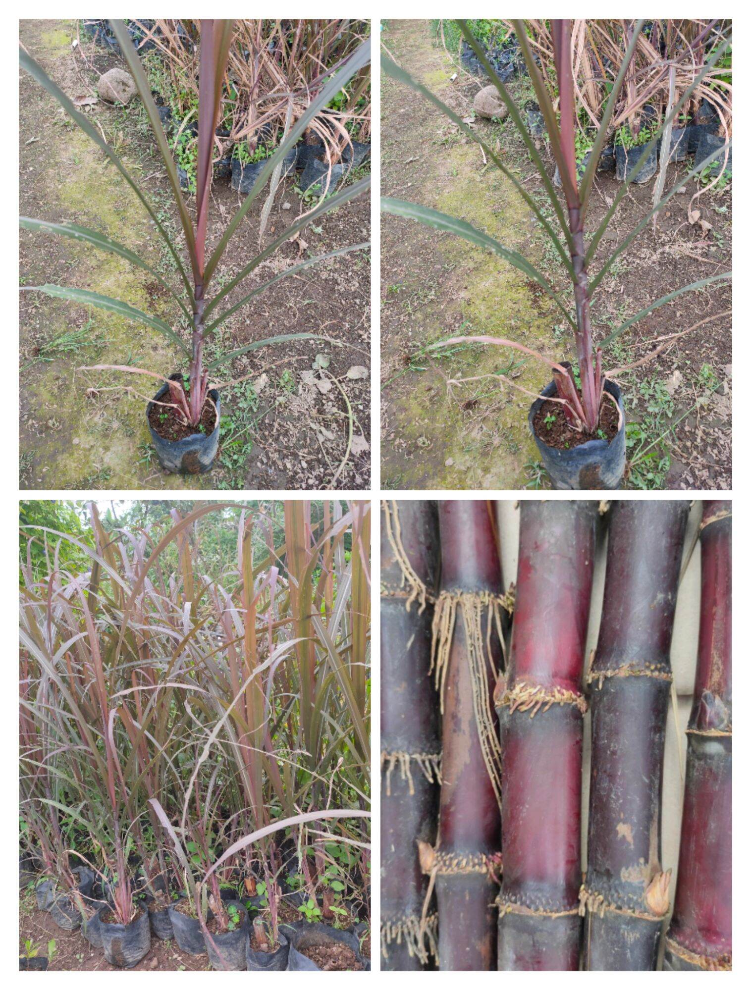 Pohon Tebu Ungu