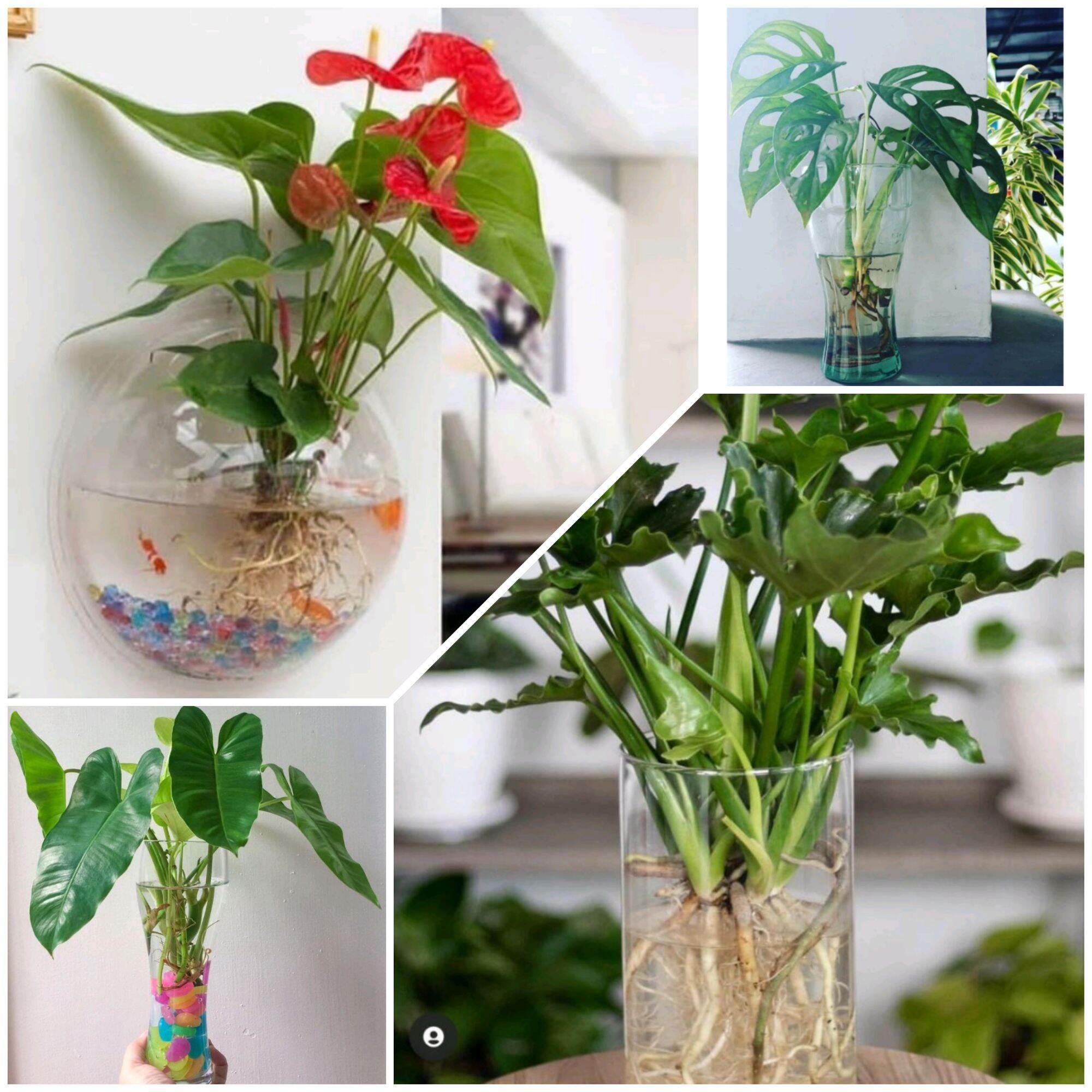 Tanaman hias air cantik indoor - Paket hemat baru! Tanaman air hidup ...