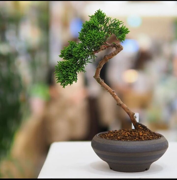 Bonsai Cemara pua pua siap pajang tanaman hidup | Lazada Indonesia