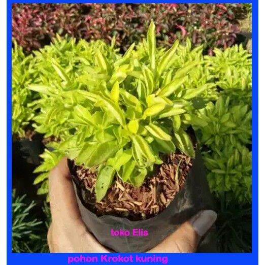 tanaman kerokot kuning / pohon kerokot / tanaman krokot | Lazada Indonesia