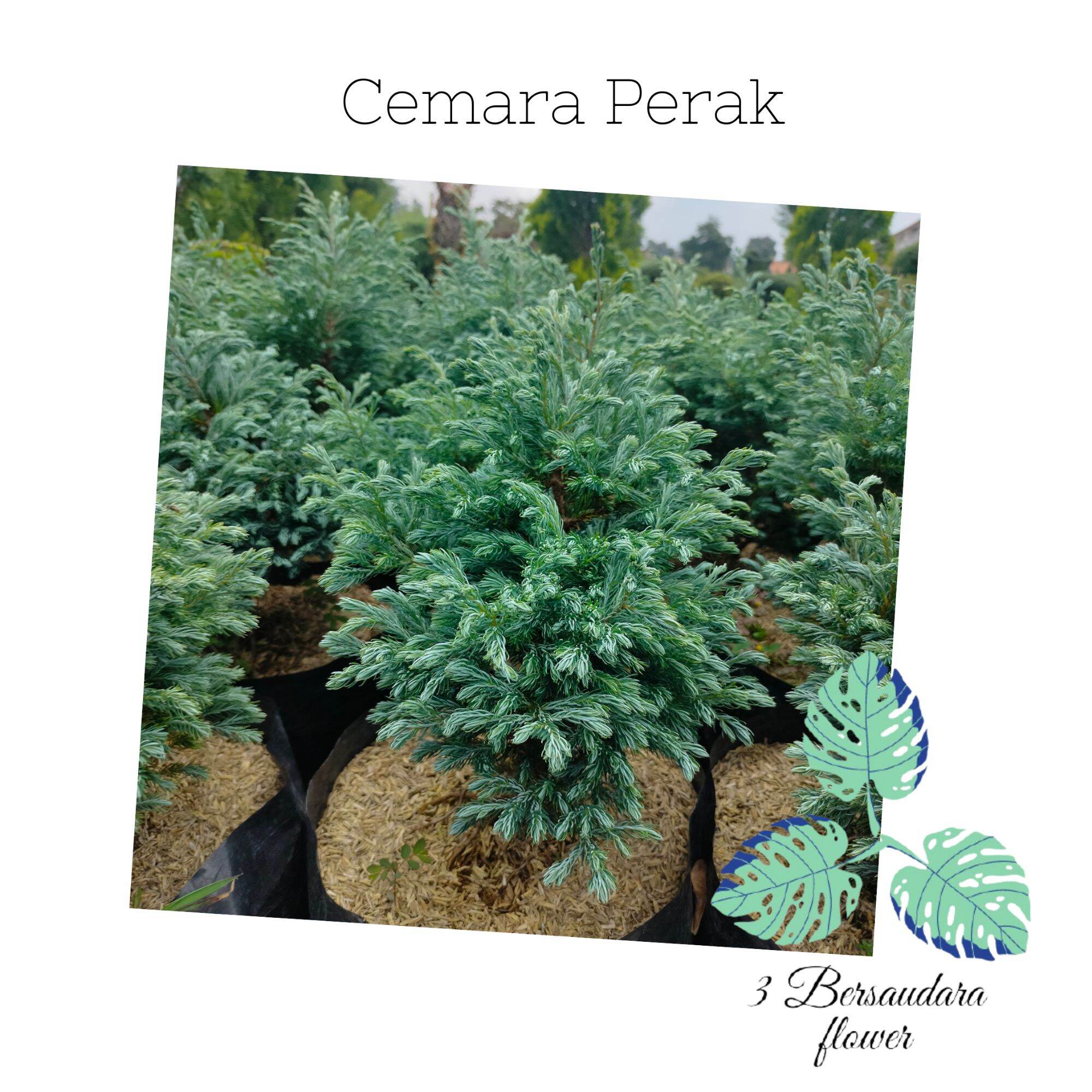 Cemara Perak Silver Tanaman hias Hidup | Lazada Indonesia