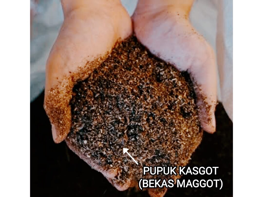 PUPUK KASGOT/ PUPUK TANAMAN/PUPUK organik/pupuk bunga | Lazada Indonesia