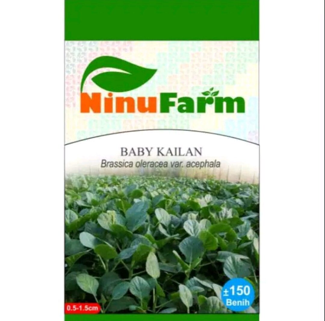 Benih KAILAN KECIL/ BABY KAILAN/ KAILAN BABY | Lazada Indonesia