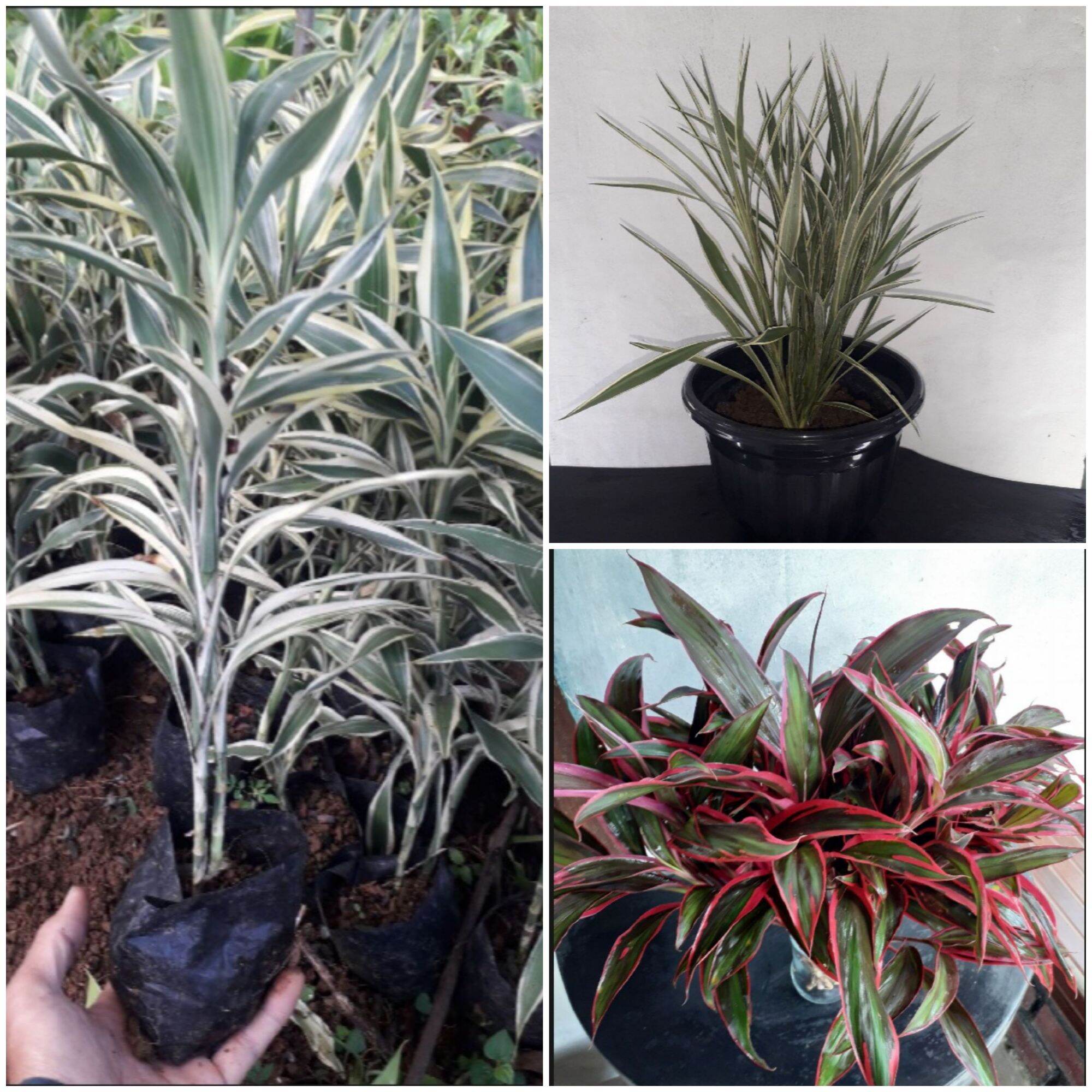 mix tanaman hias sri rejeki putih merah putih variegata (total isi 10 ...